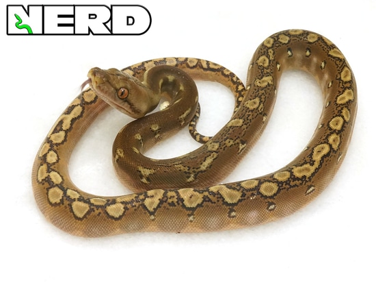 Phantom Reticulated Python by New England Reptile Distributors