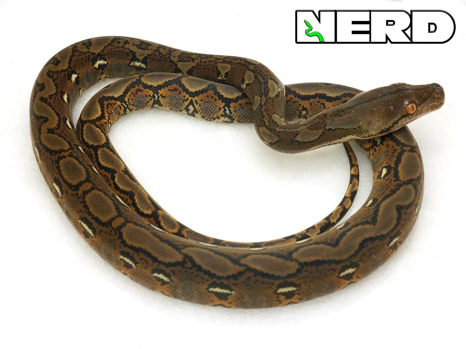 Het Orange Ghost Stripe Reticulated Python by New England Reptile ...