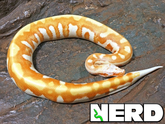 Unique 2017 T- Albino Blood Python by NERD