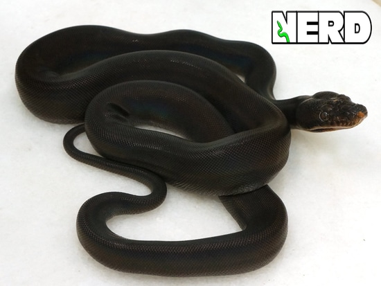 NERD Super Goldenchild Het Orange Ghost Stripe Reticulated Python by NERD