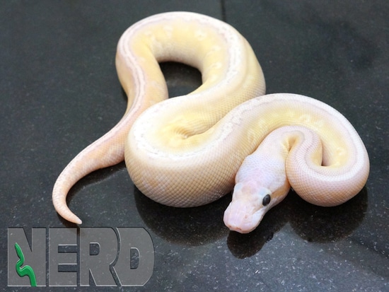 Pastel Coral Glow Soul Sucker Yellowbelly Ball Python by NERD