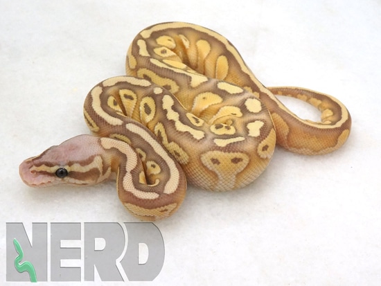 Pastel Coral Glow Lesser Yellowbelly Ball Python by NERD