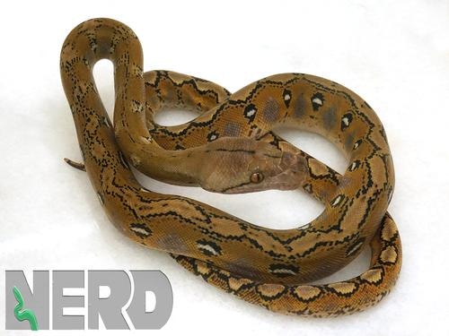Platinum Reticulated Python by NERD