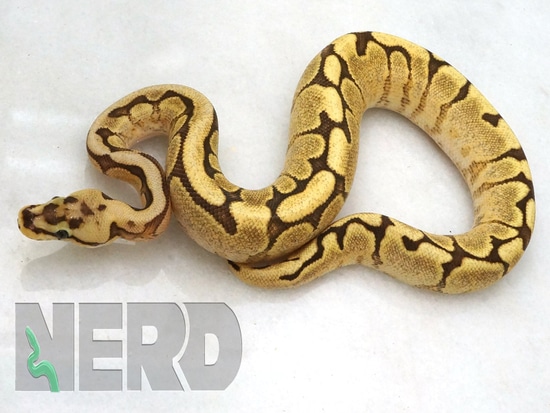 Spider Lucifer Fader Yellowbelly + Ball Python by New England Reptile ...