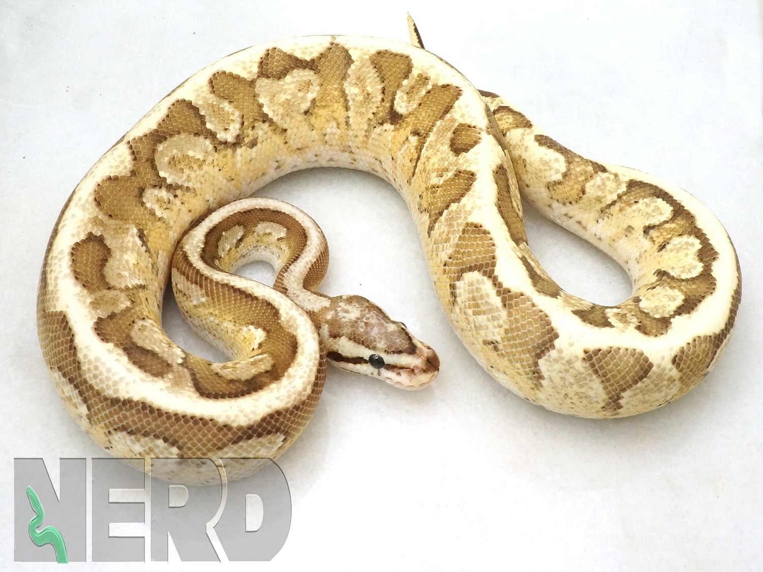 Fire Hidden Gene Woma Enchi Yellowbelly + Ball Python by New England ...