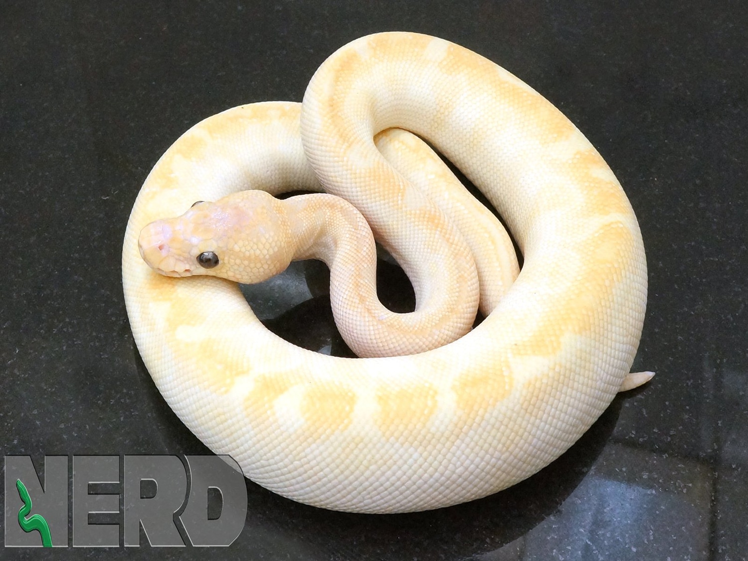 Crystal Cinnamon + Ball Python by New England Reptile Distributors ...