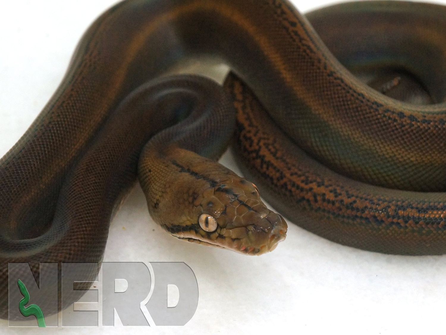 Black Goldenchild Het Orange Ghost Stripe Reticulated Python by New ...