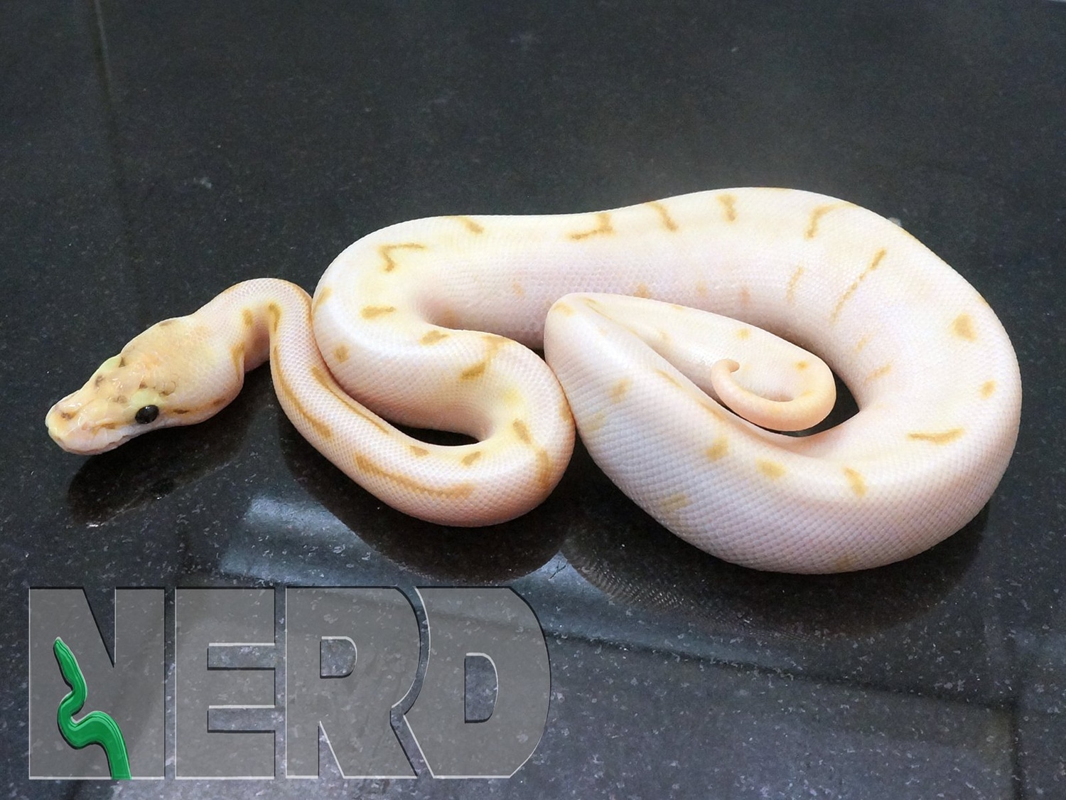 Lesser Spinner Lucifer Yellowbelly Ball Python by New England Reptile ...
