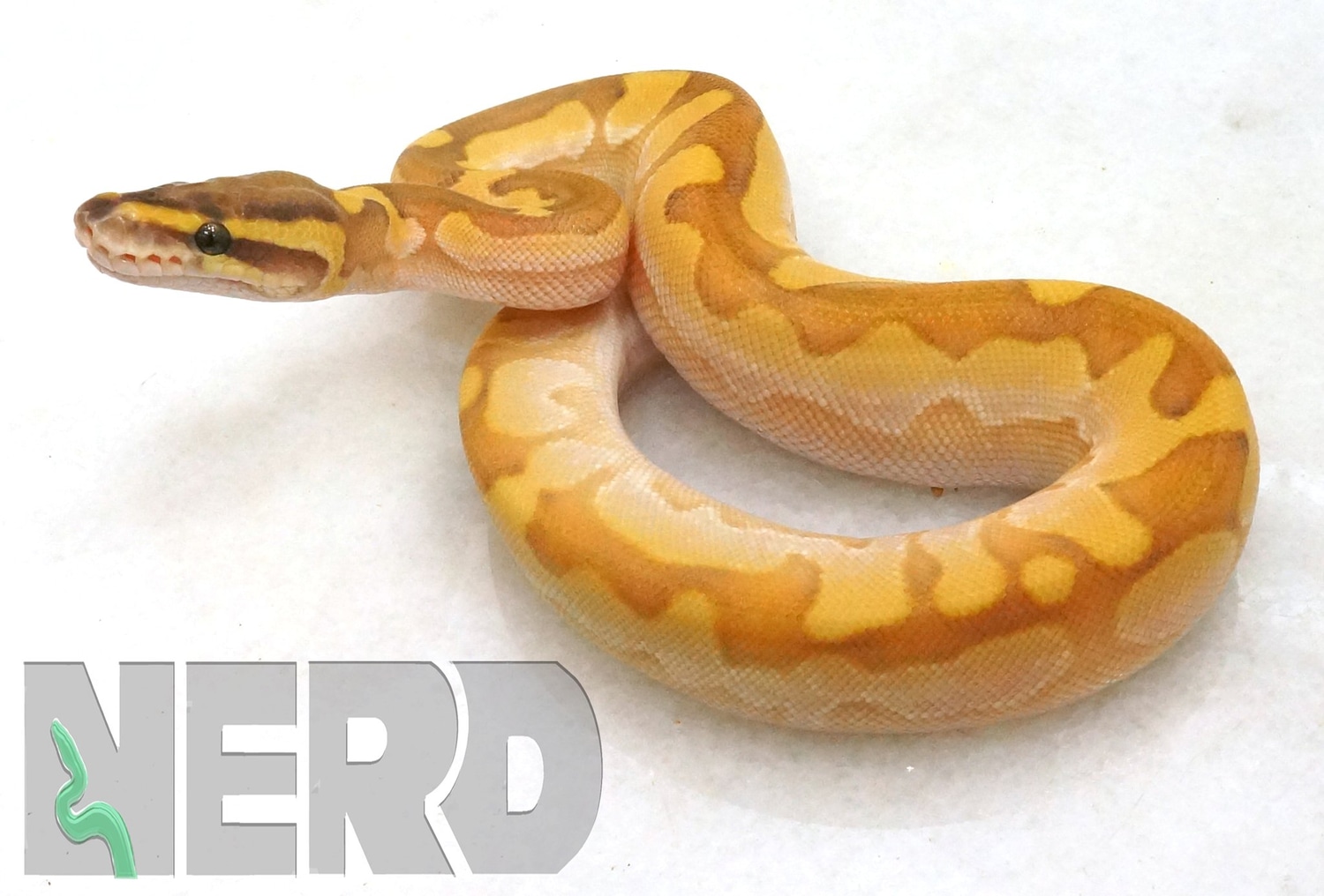 Enchi Lesser Malum Orange Dream Ball Python by New England Reptile ...