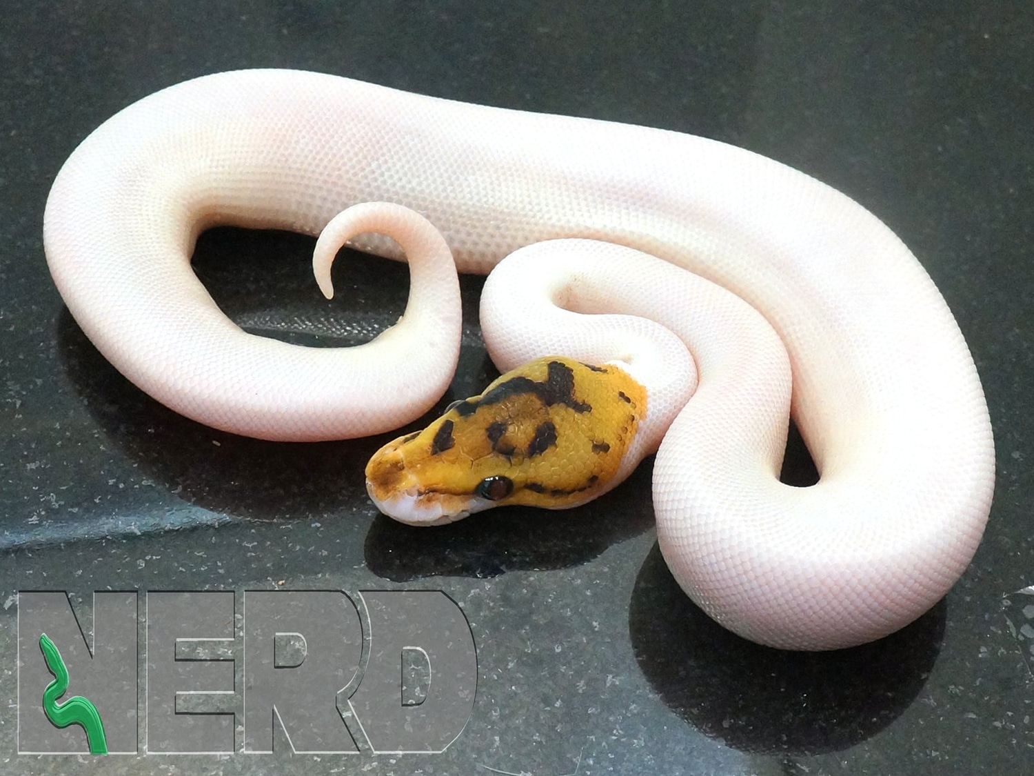 Spied Ball Python by New England Reptile Distributors - MorphMarket
