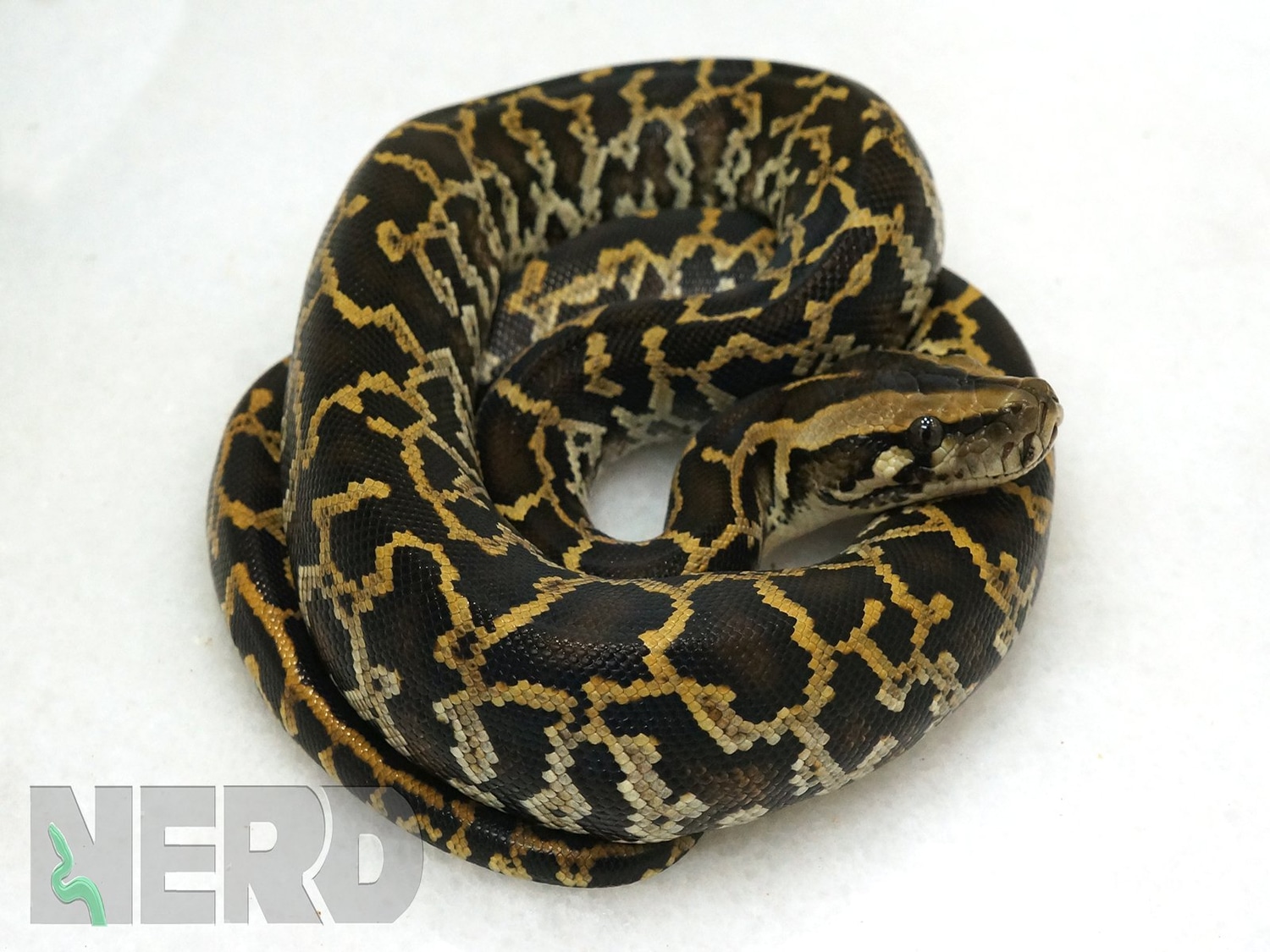 Burmese Python by New England Reptile Distributors - MorphMarket