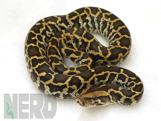 Burmese Python by NERD