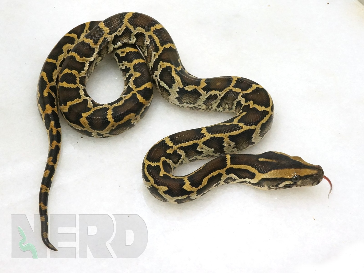 Burmese Python by New England Reptile Distributors - MorphMarket