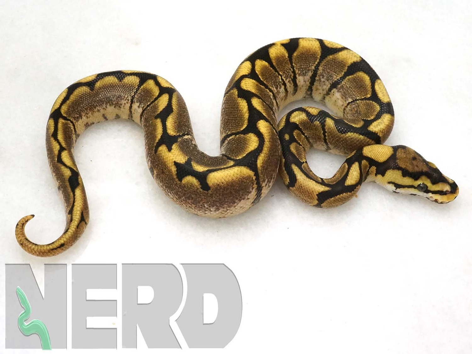 Gravel Spider Ball Python by New England Reptile Distributors - MorphMarket