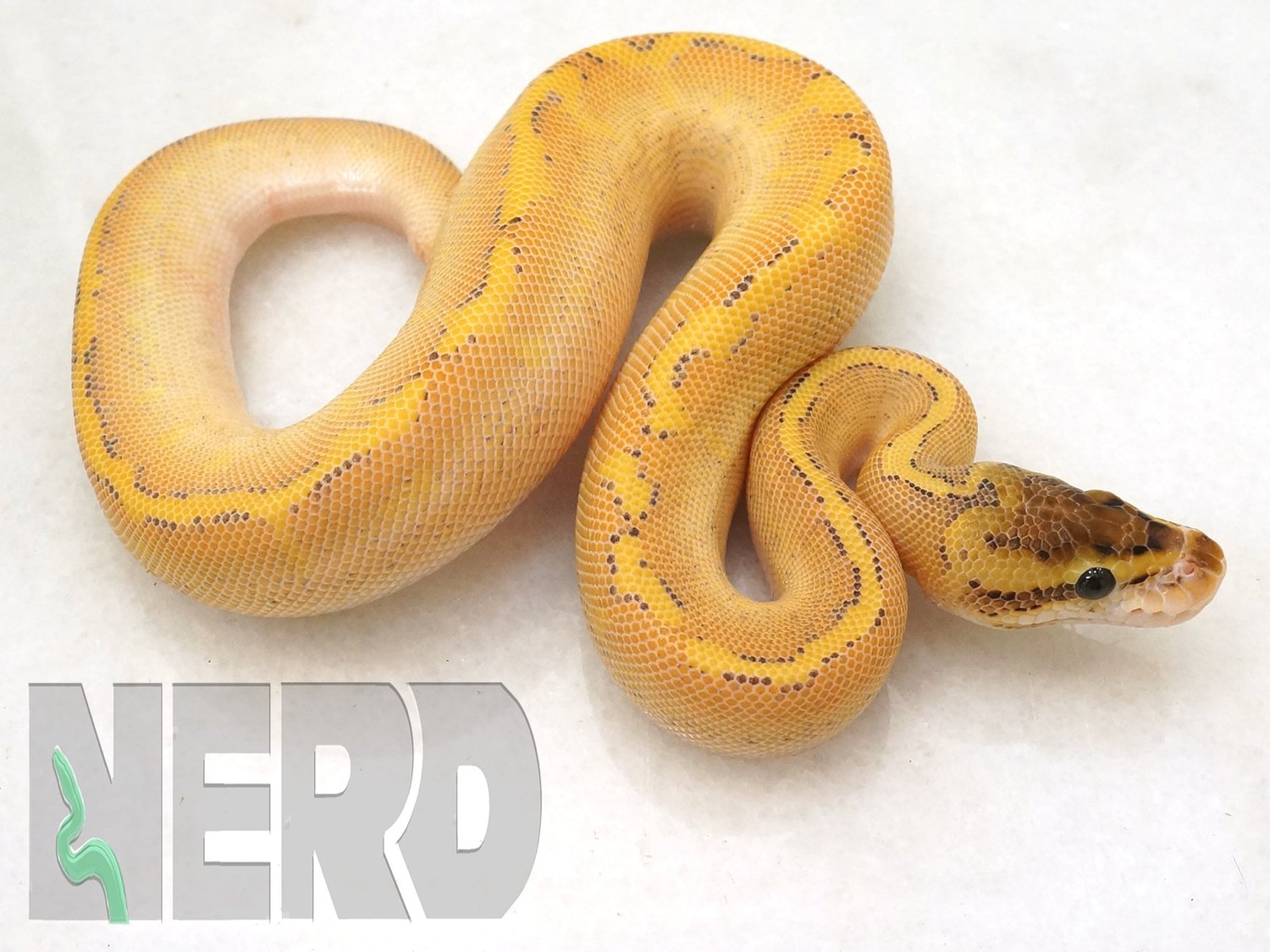 Enchi Highway Ball Python by New England Reptile Distributors - MorphMarket