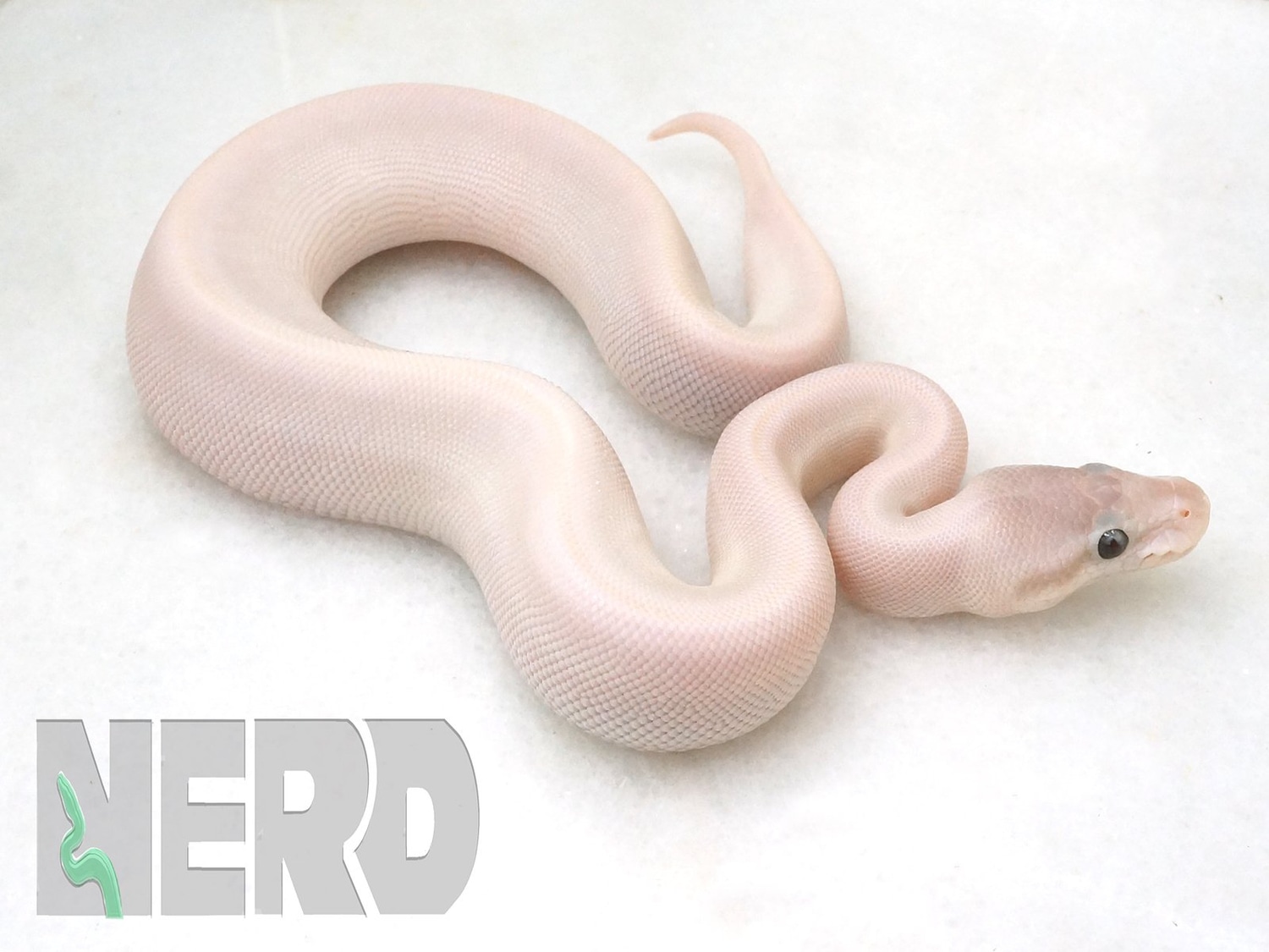 Super Mojave + Ball Python by New England Reptile Distributors ...