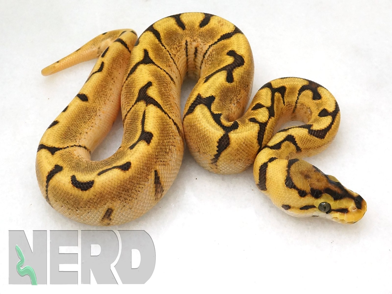 Spider Lucifer Yellowbelly Possible Het Piebald Ball Python by New ...