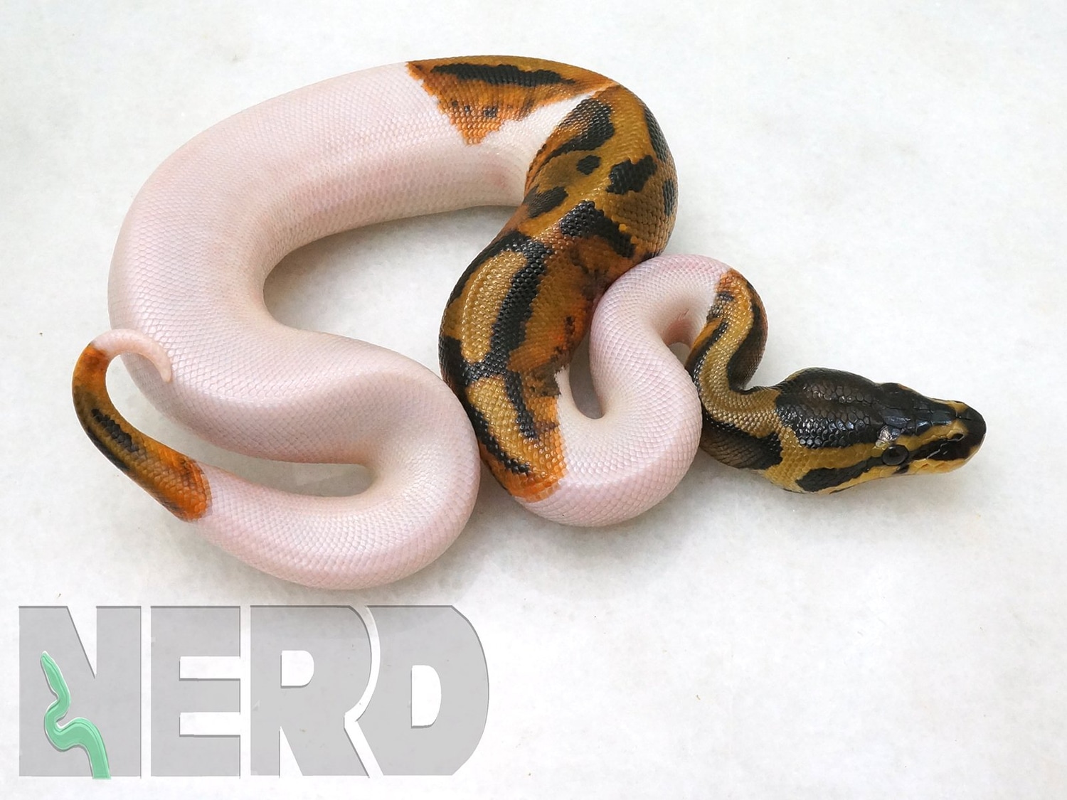 Medium White Piebald Ball Python by New England Reptile Distributors ...