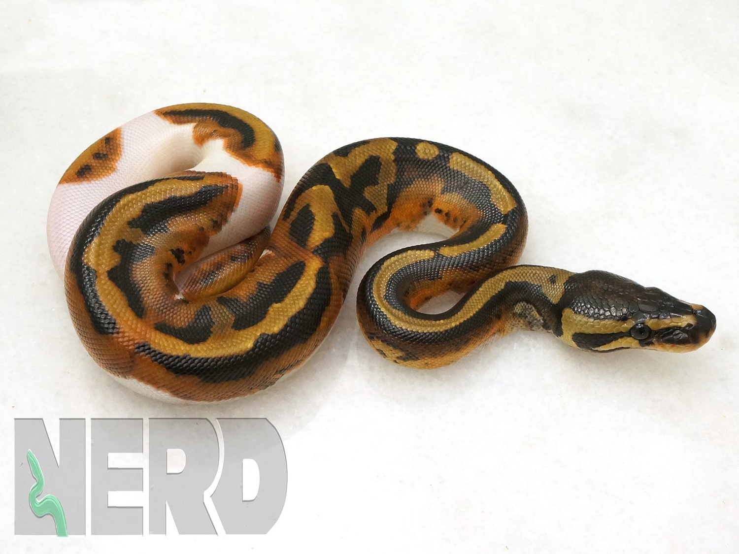 Low White Piebald Ball Python by New England Reptile Distributors ...