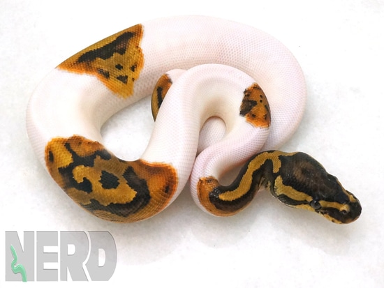 High White Piebald Ball Python by New England Reptile Distributors