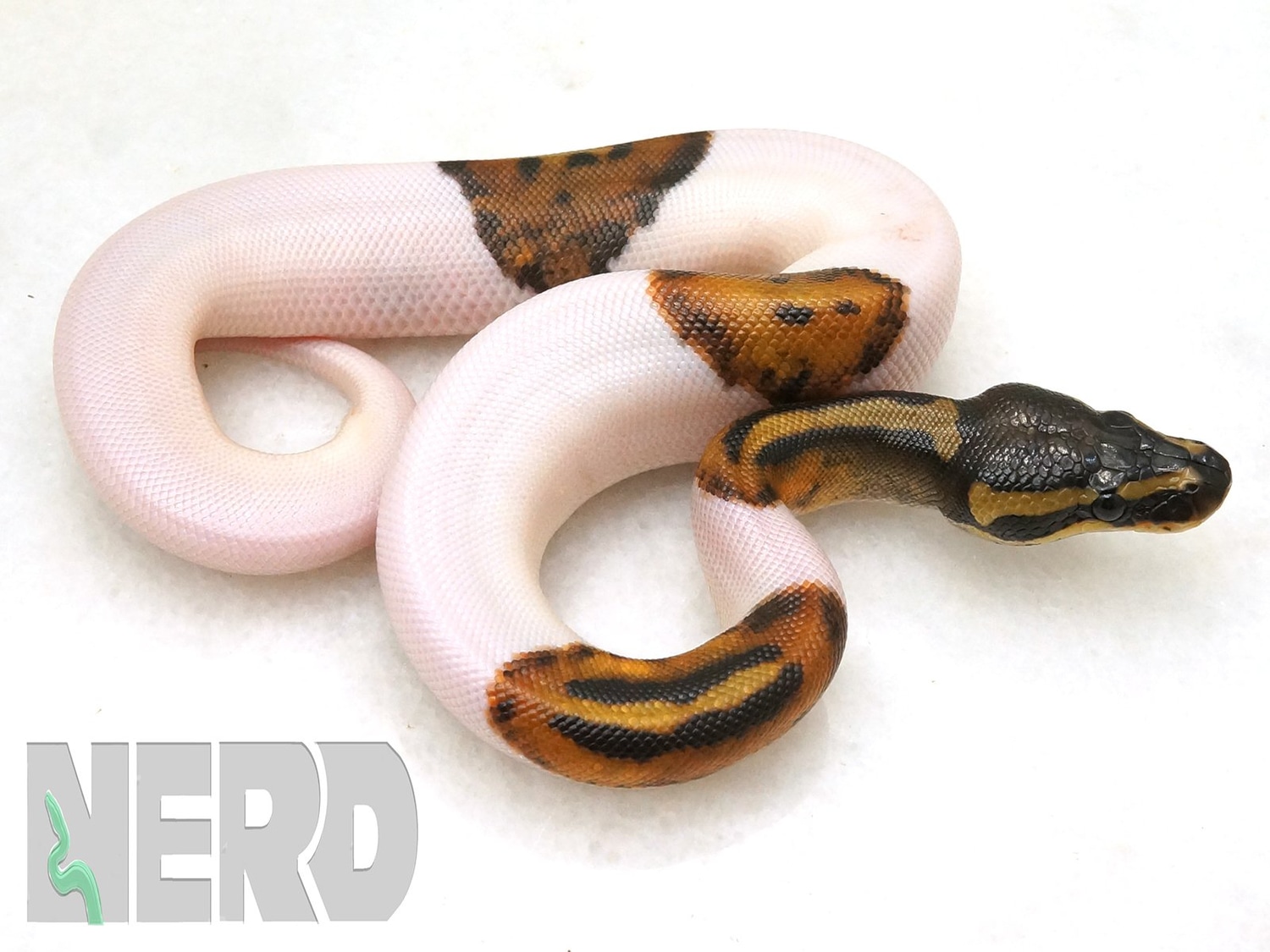 High White Smiley Piebald Ball Python by New England Reptile ...
