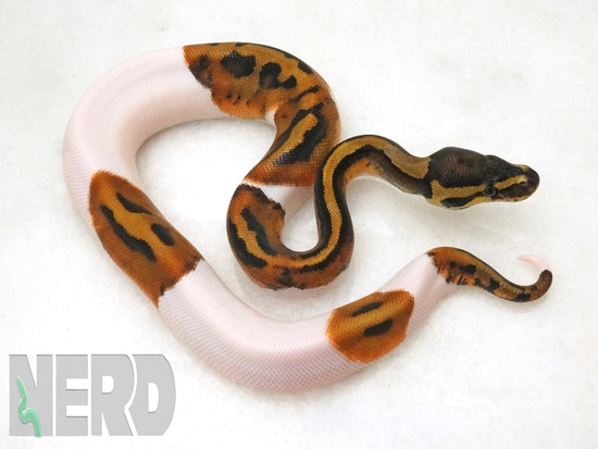 Smiley Piebald Ball Python by NERD