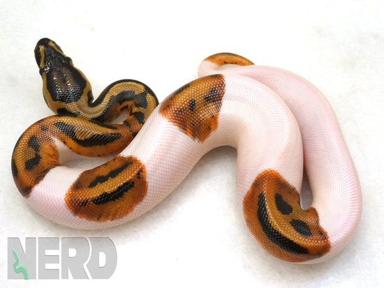 Smiley Piebald Ball Python by New England Reptile Distributors