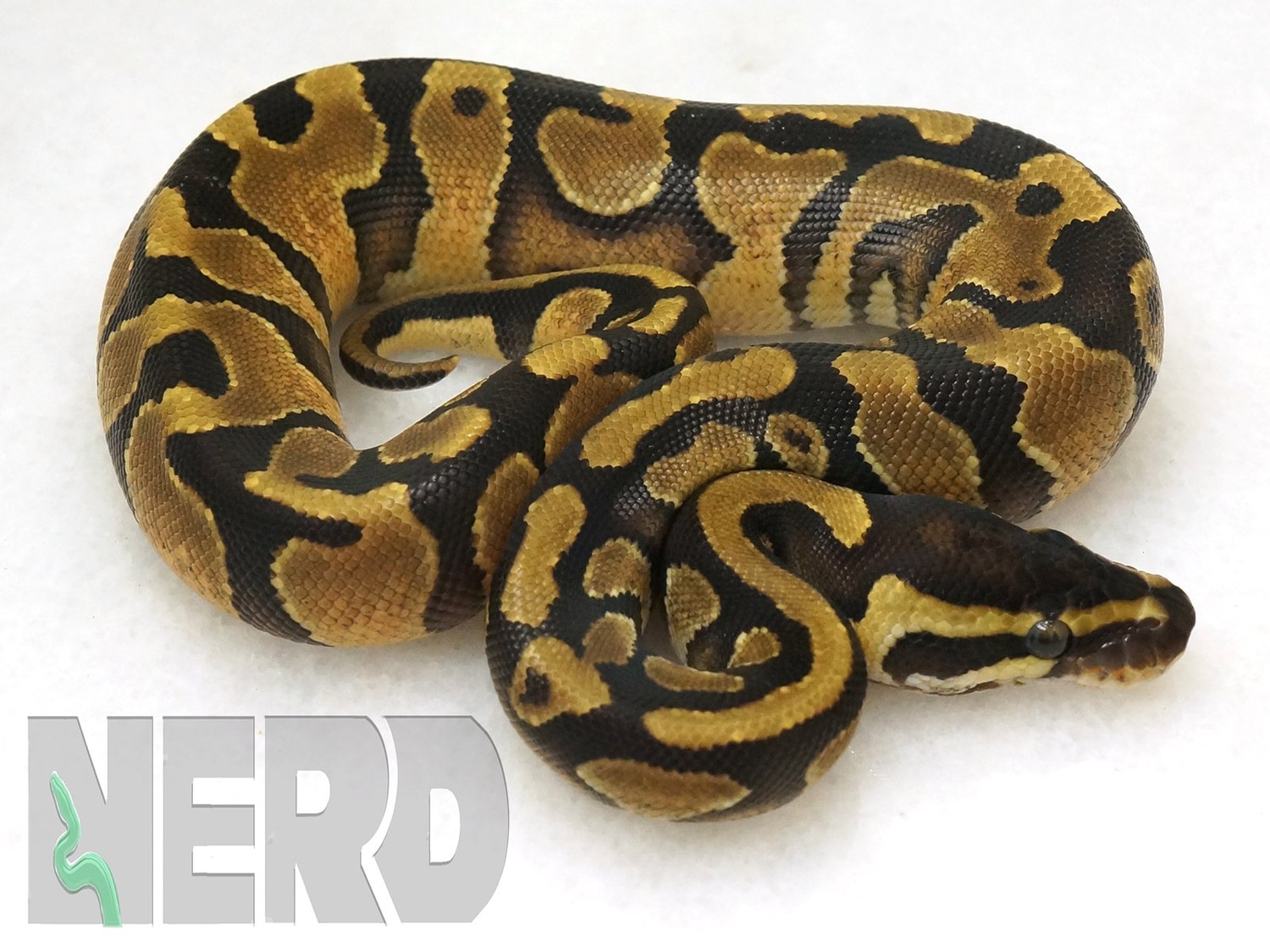 Enchi 100% Het Piebald Ball Python by New England Reptile Distributors ...