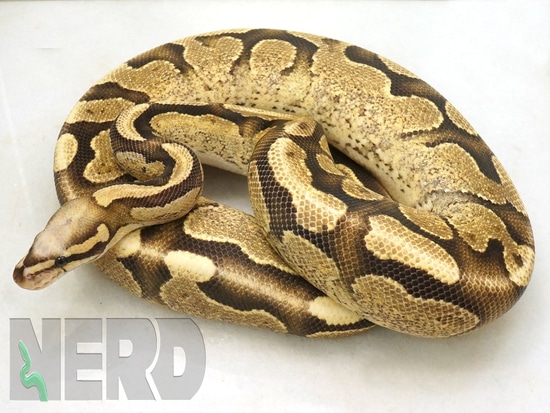 Vanilla Cream Ball Python by NERD