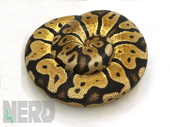 Proven Breeder Pastel Micro Scale Ball Python by NERD