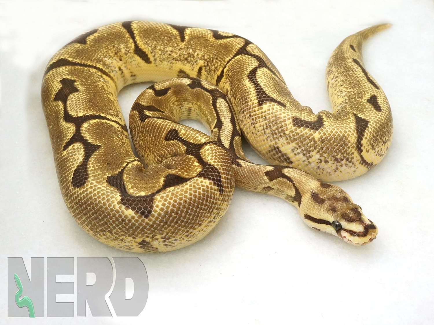 Fire Spider Yellowbelly + Ball Python by New England Reptile ...