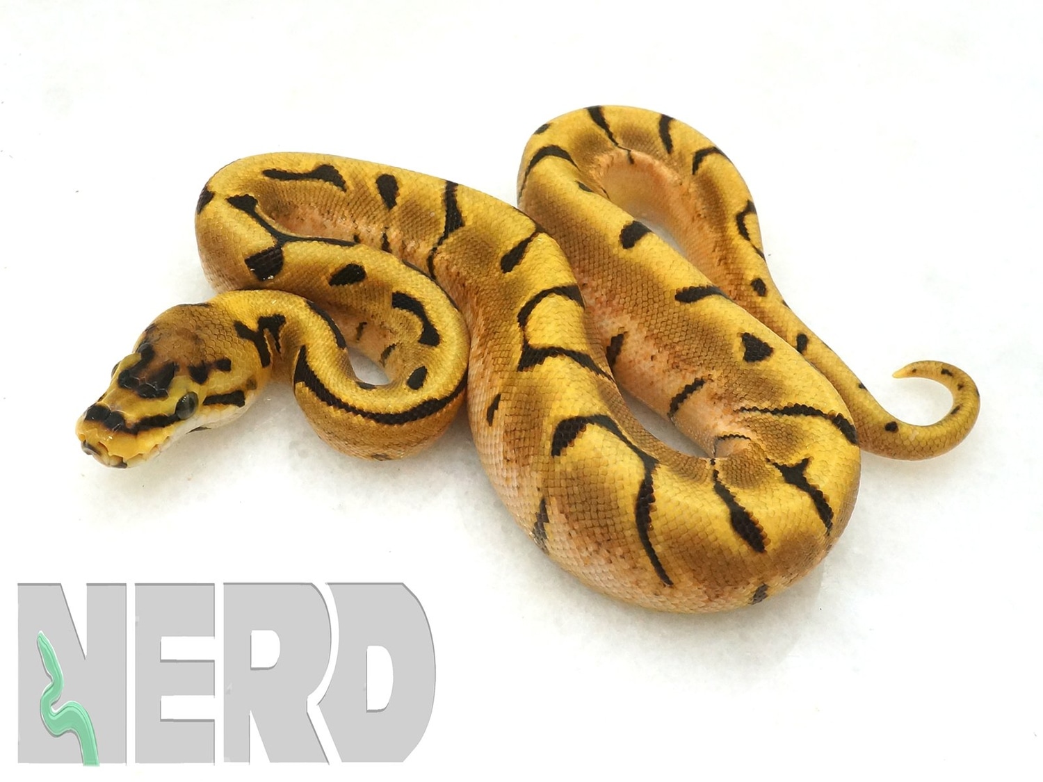 Spider Enchi Yellowbelly Possible Het Piebald Ball Python by New ...