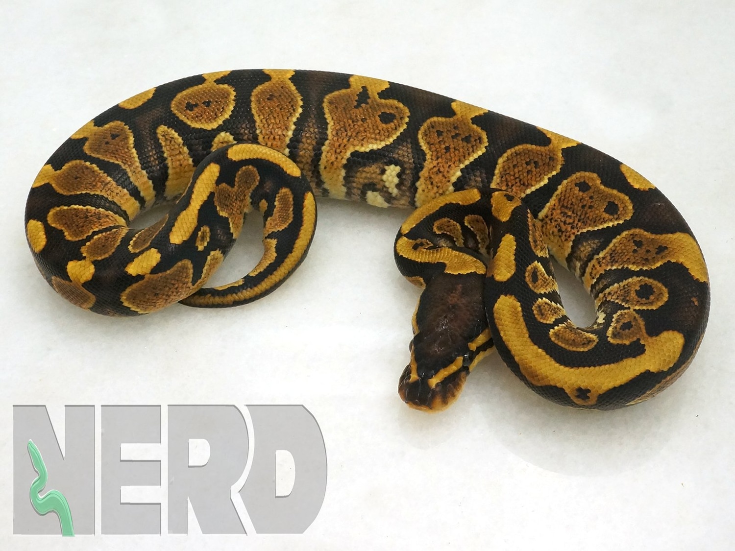 Gravel Ball Python by New England Reptile Distributors - MorphMarket