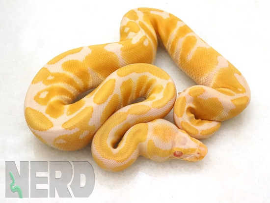 Toffino Ball Python by NERD