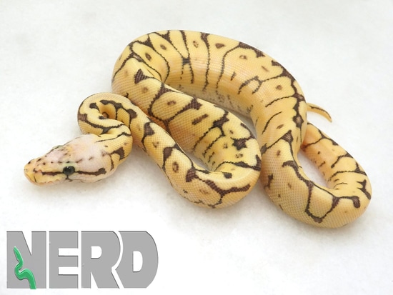 Killer Bee Yellowbelly Ball Python by New England Reptile Distributors