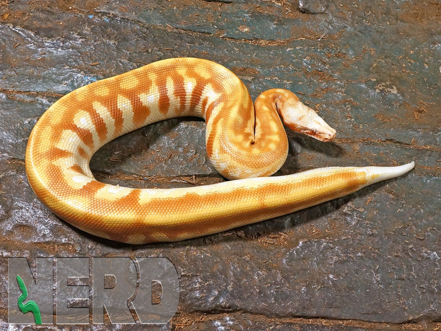 Exceptional T- Albino Blood Python by New England Reptile Distributors ...
