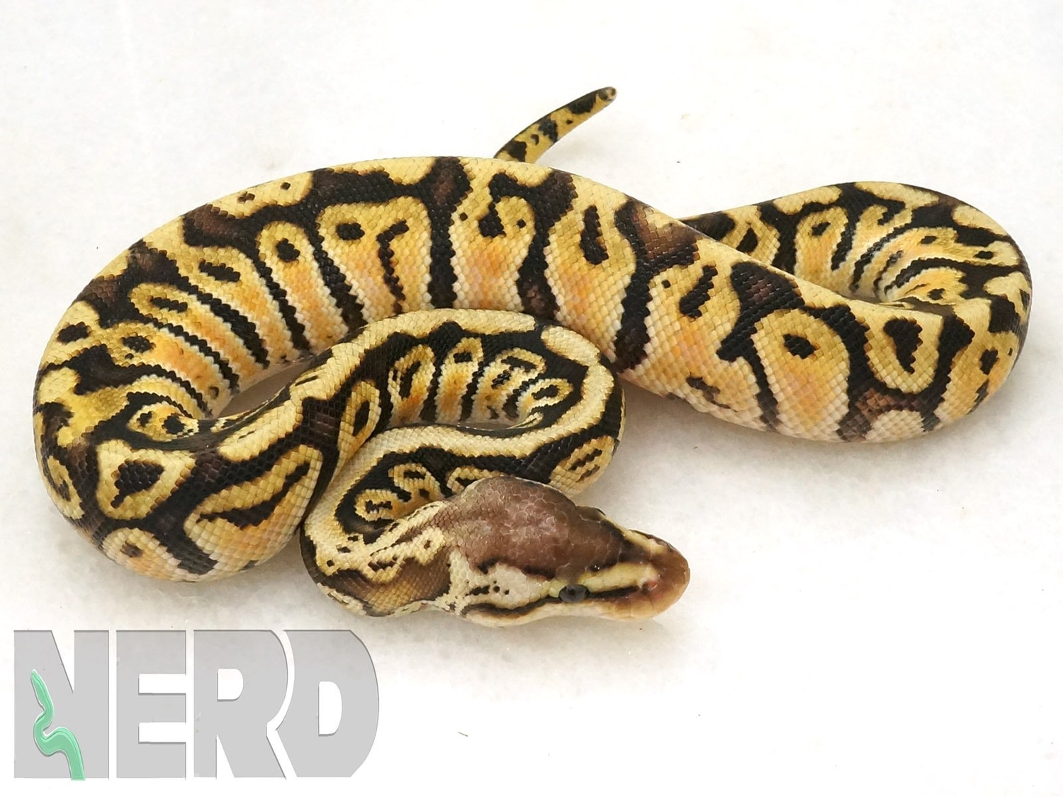 Pastel Hidden Gene Woma 100% Het Clown Ball Python by New England ...