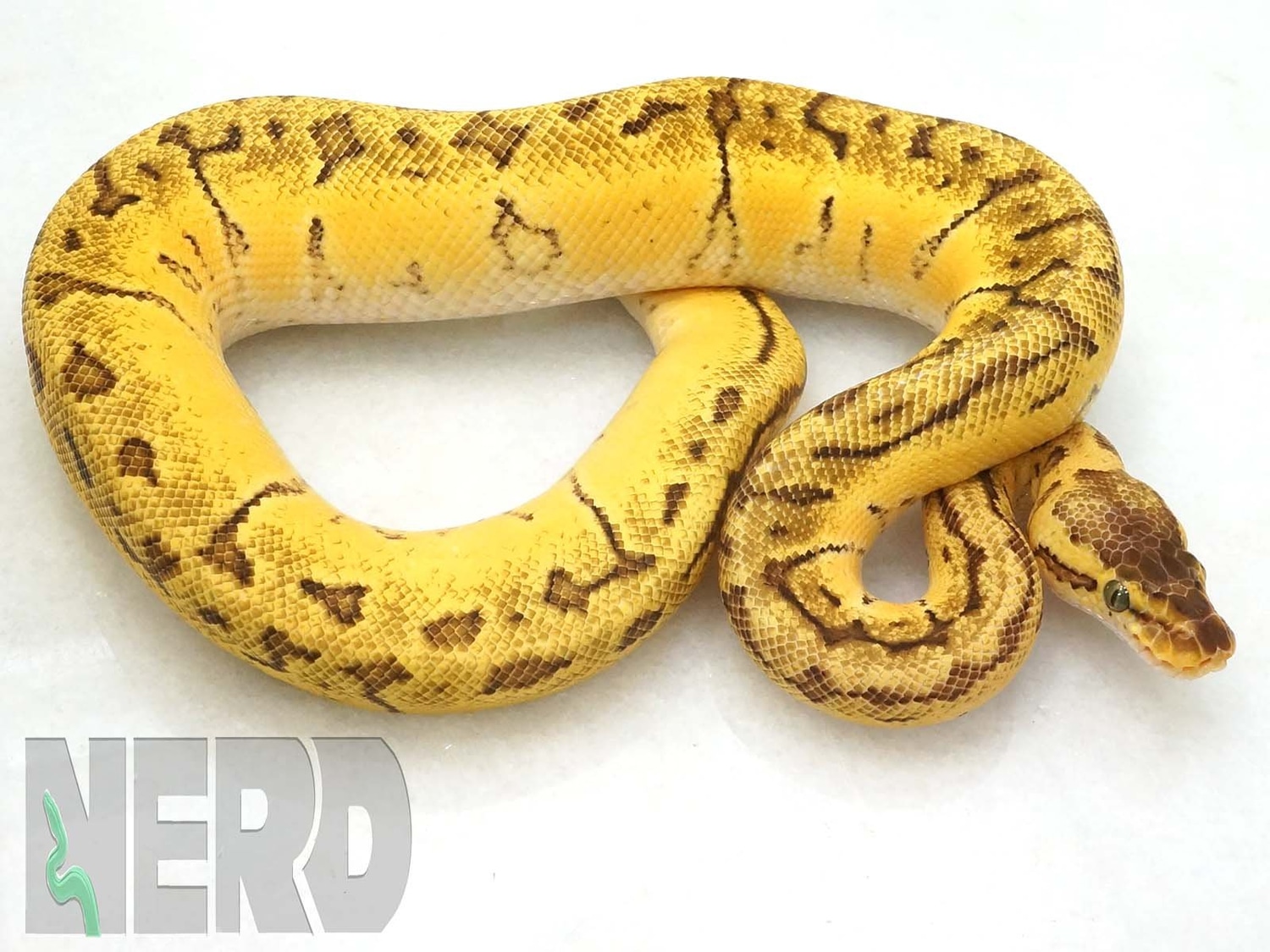 Lemonblast Enchi Malum + Ball Python by New England Reptile ...