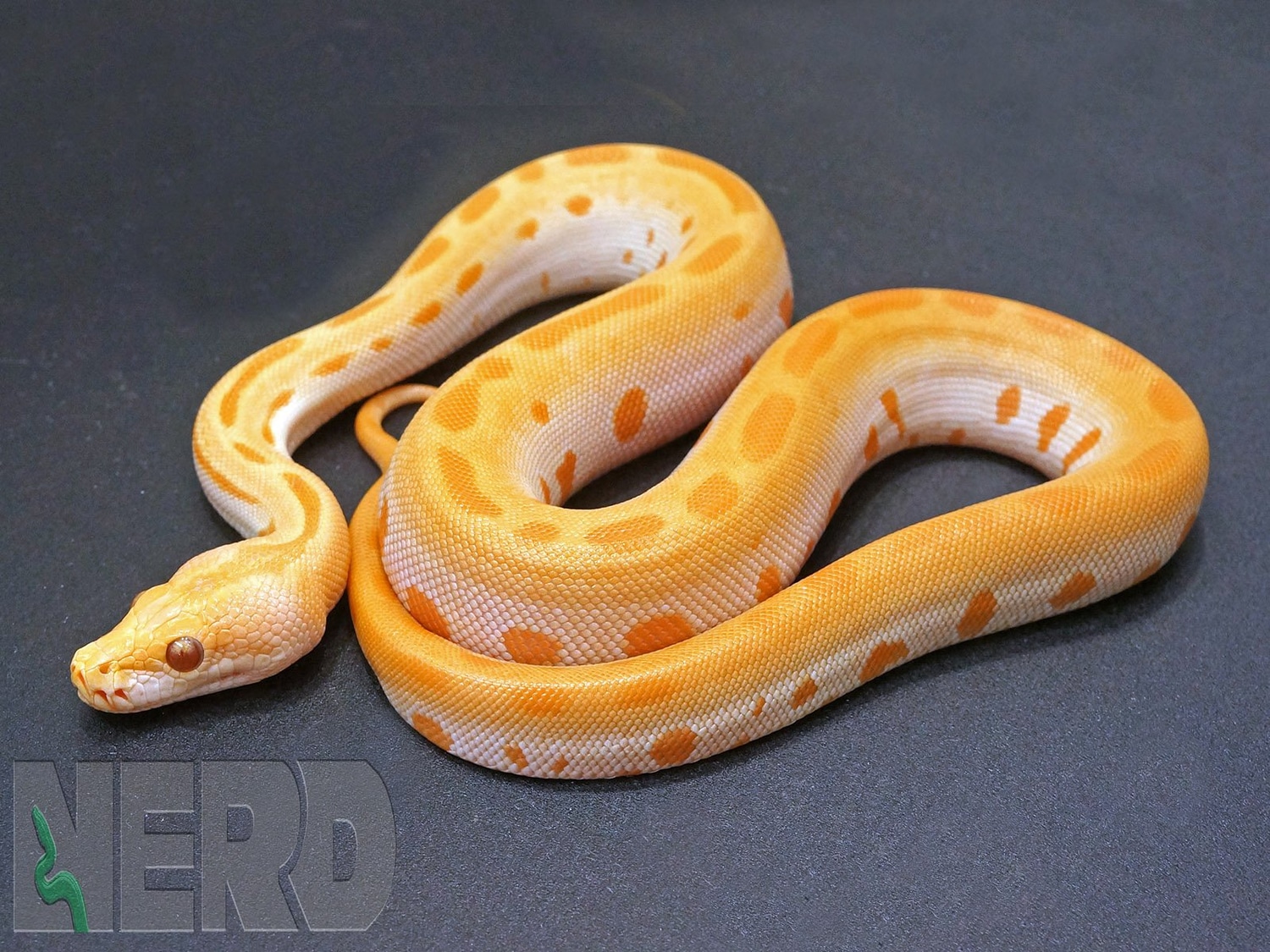 Albino Green 100% Het Labyrinth Burmese Python by New England Reptile ...