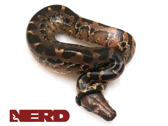 Sumatran Short-Tailed Python by New England Reptile Distributors