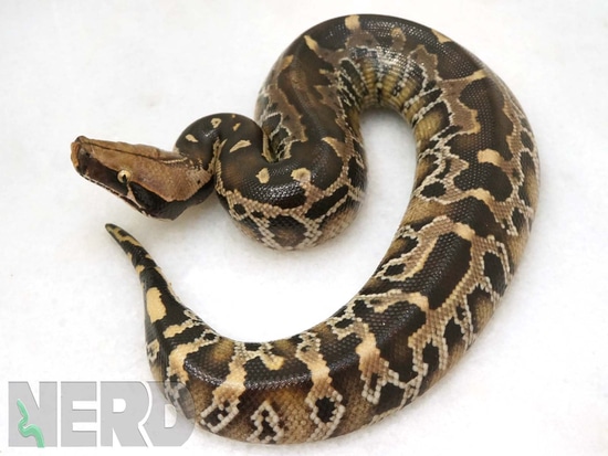 CBB NERD Sumatran Short-Tailed Python by NERD