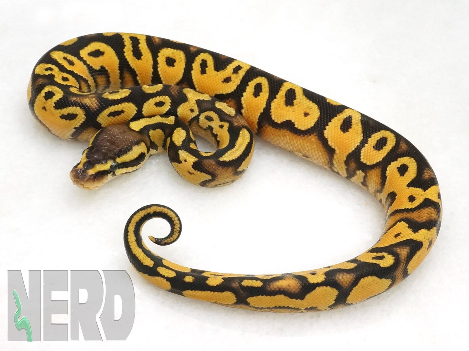 Pastel Yellowbelly Fader Ball Python by New England Reptile ...