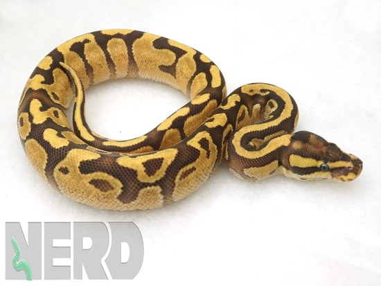 Lucifer Yellowbelly Possible Het Piebald Ball Python by New England ...