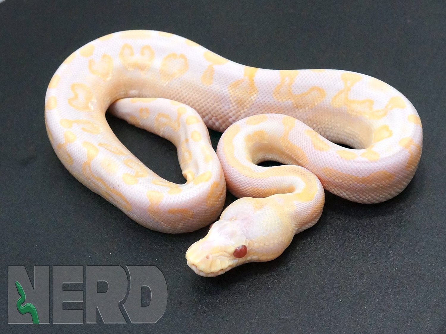 Albino Black Pastel GHI Ball Python by New England Reptile Distributors ...