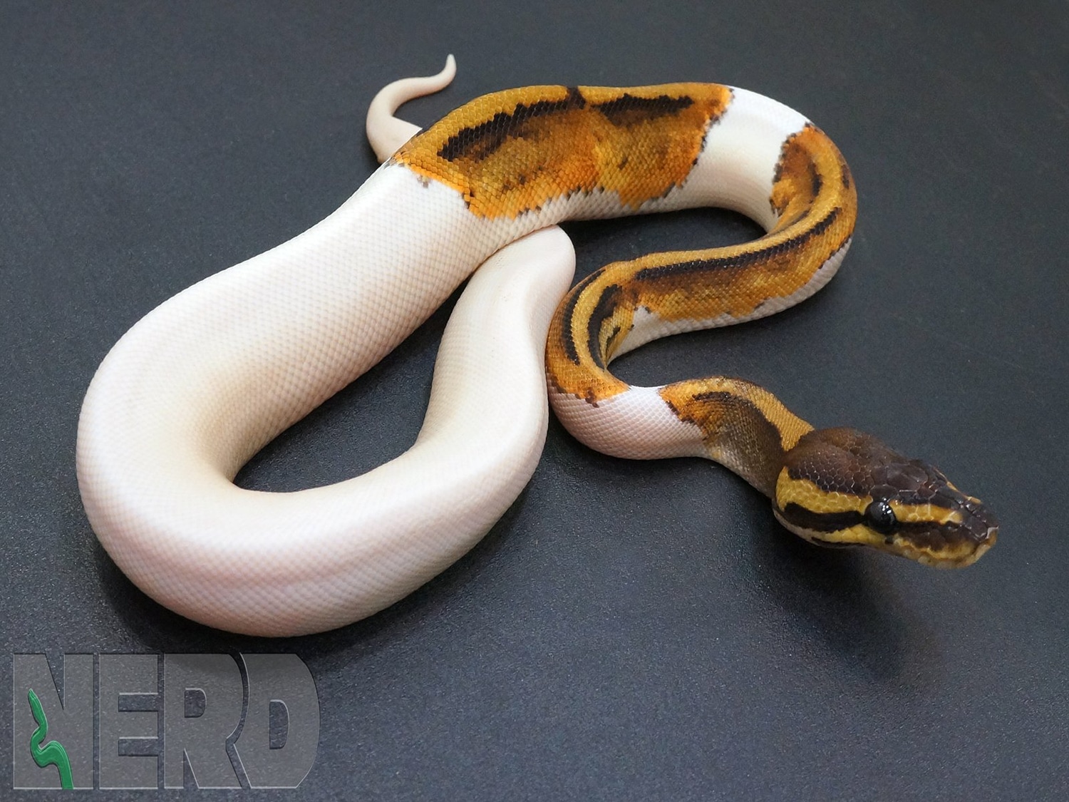 Medium/High White Piebald Ball Python by New England Reptile ...