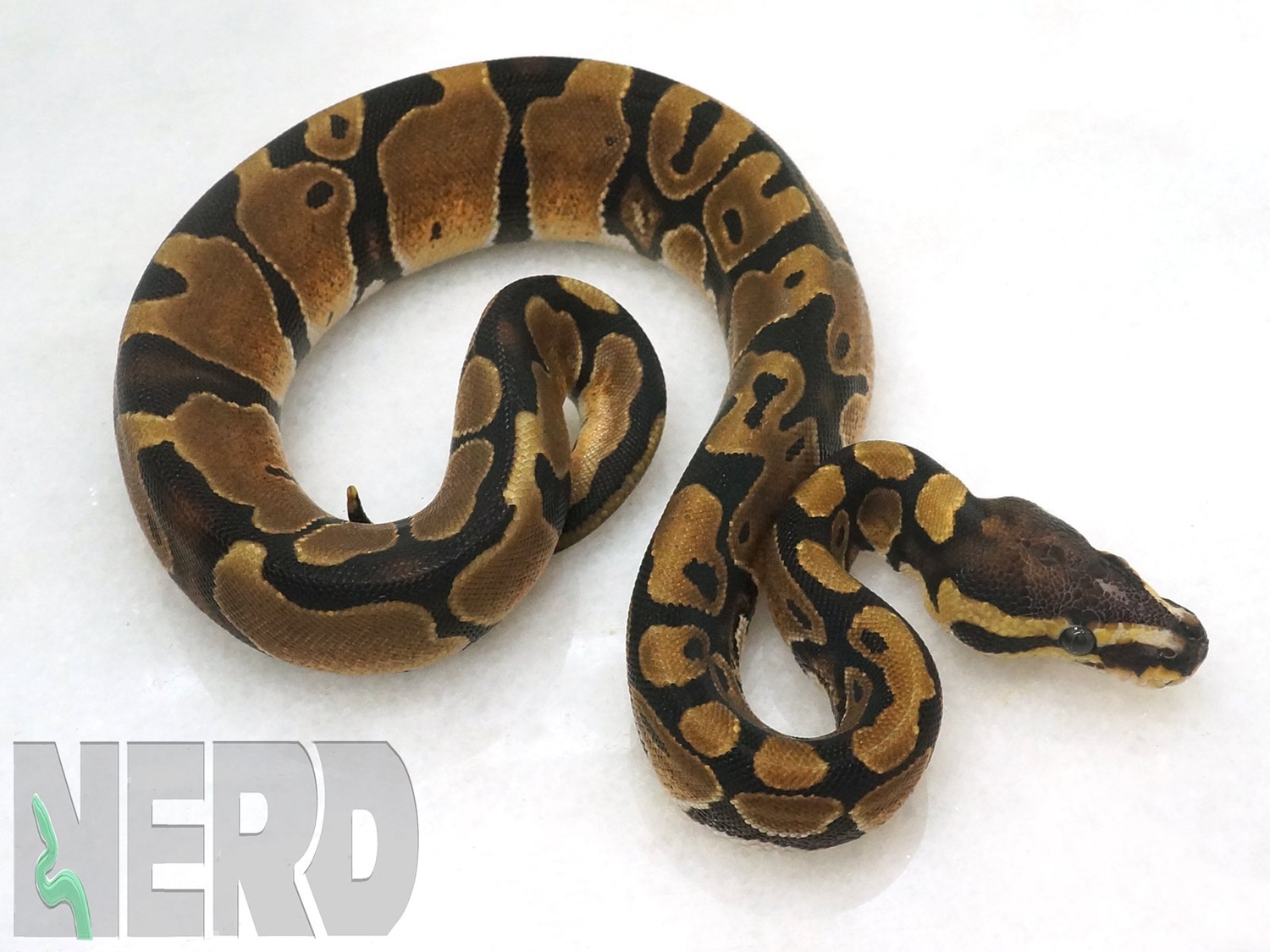 Micro Scale Ball Python by New England Reptile Distributors - MorphMarket