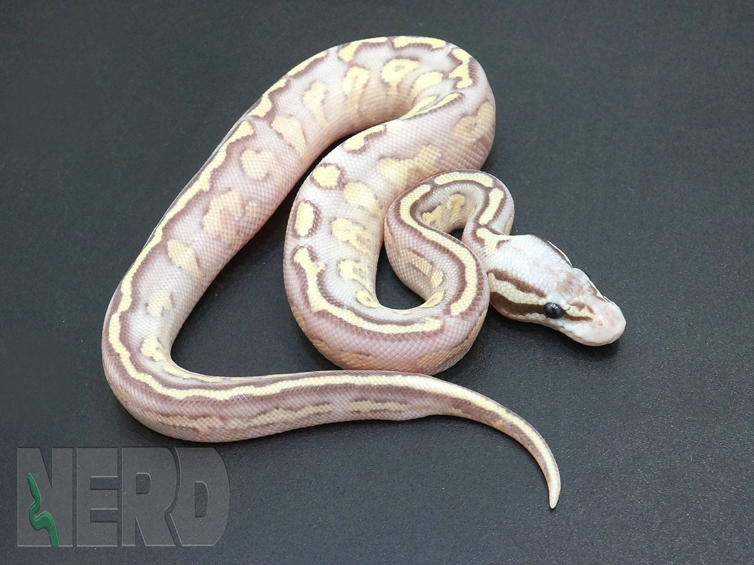 Super Pastel Lesser Lucifer Fader Yellowbelly Plus Ball Python by New ...