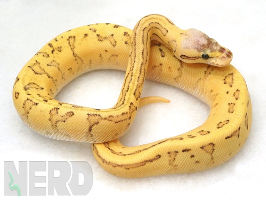 Lemonblast Lucifer Yellowbelly Orange Dream Possible Het Piebald Ball ...
