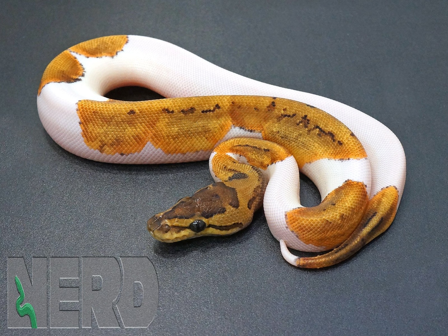 Pinstripe Enchi Piebald Ball Python by New England Reptile Distributors ...