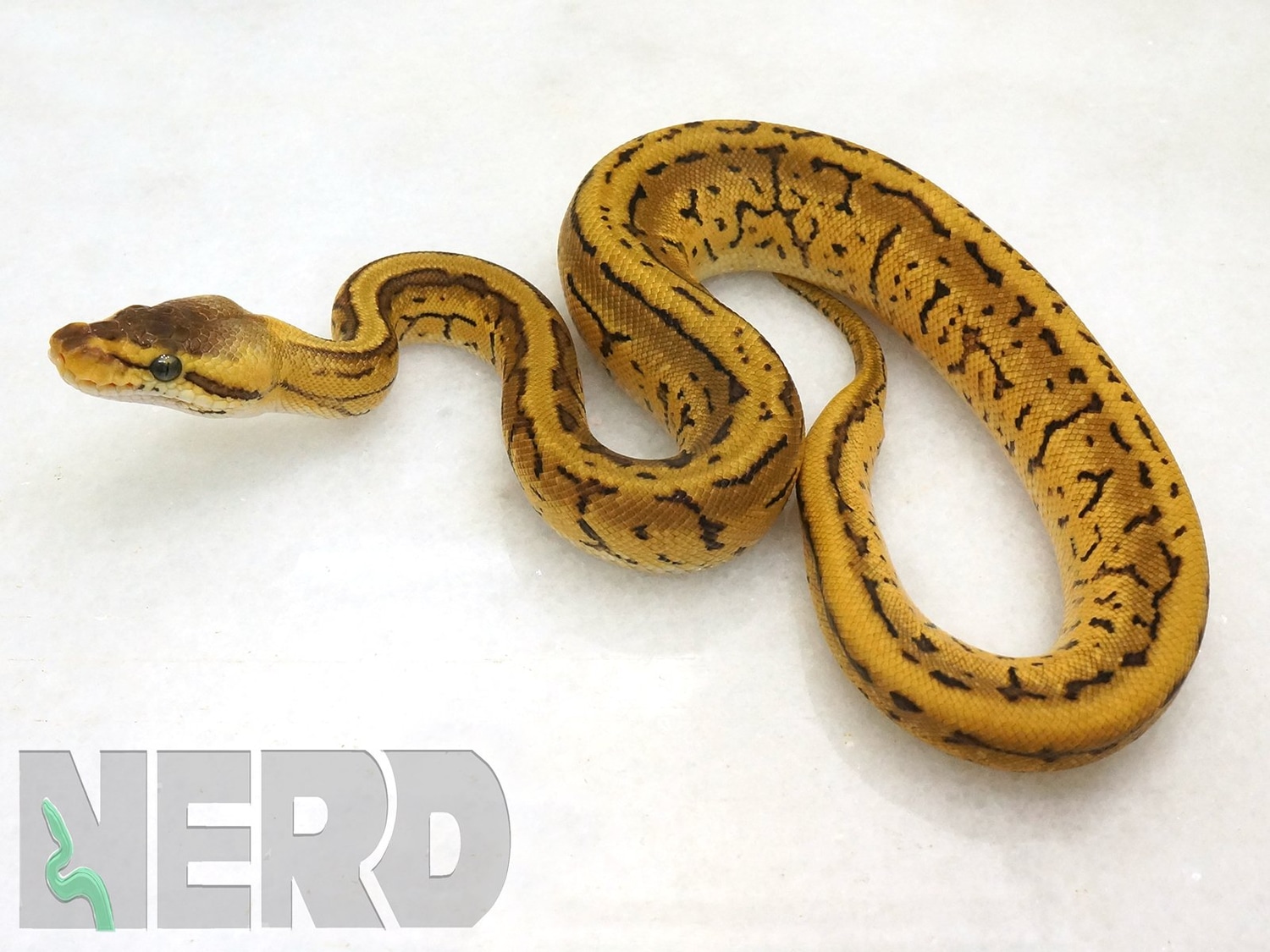 Leopard Lemonblast Yellowbelly Ball Python by New England Reptile ...